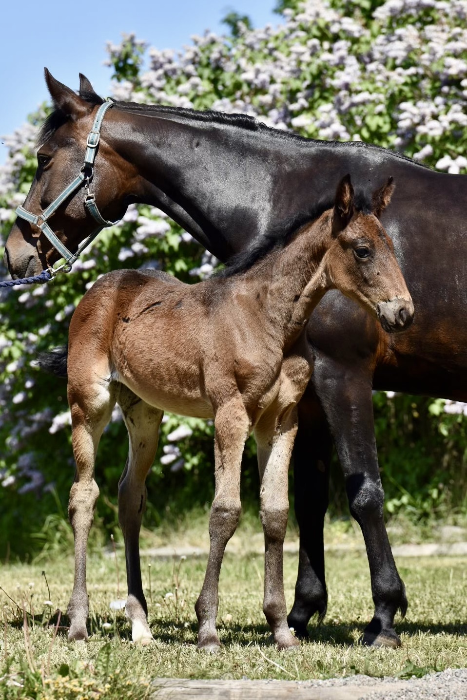 Unghästar - Söderby Stuteri