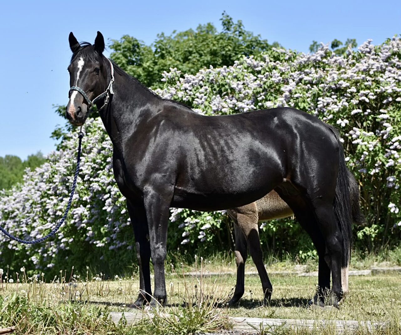 Cash Mearas - Söderby Stuteri