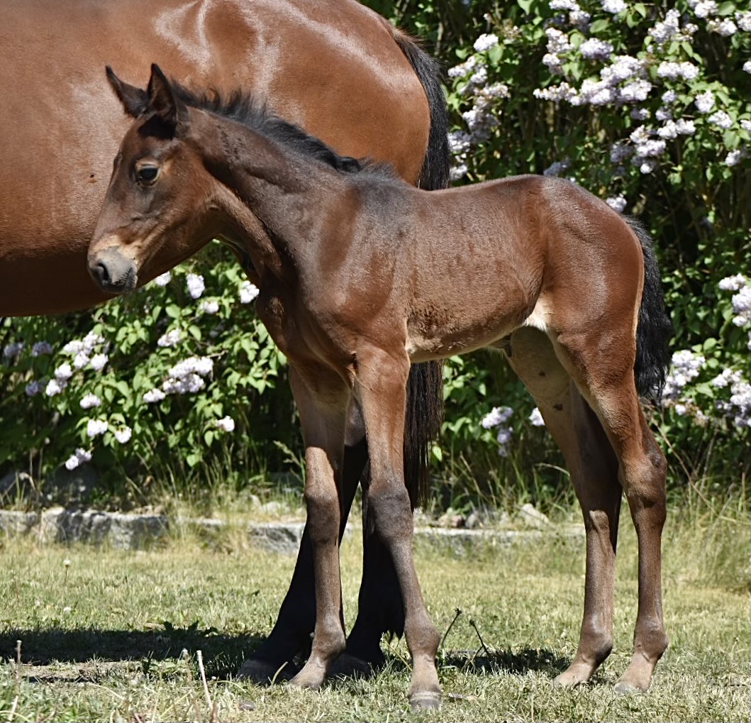 Unghästar - Söderby Stuteri