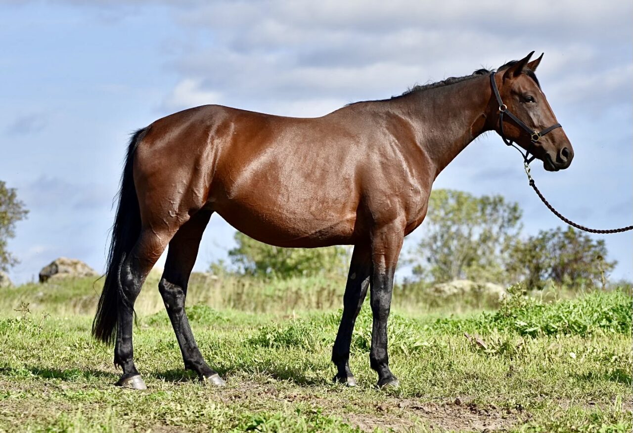 Isabelle Mearas - Söderby Stuteri
